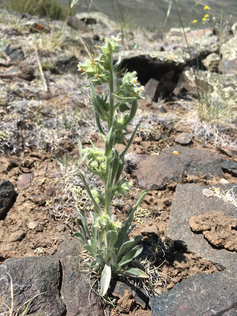 Cliffdweller's Cryptantha from Gunnison, CO, US on June 05, 2021 at 12: ...