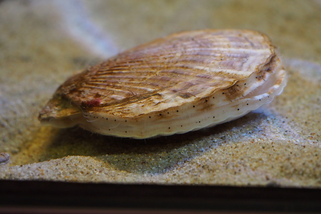 Ezo giant scallop (Suma aquarium, Kobe, Hyogo prefecture, Japan ...