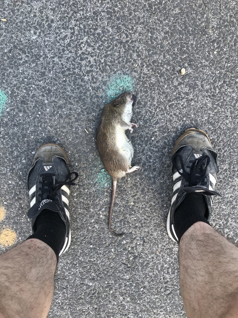 Brown Rat from Park Pl NW, Washington, DC, US on June 5, 2021 at 03:50 ...