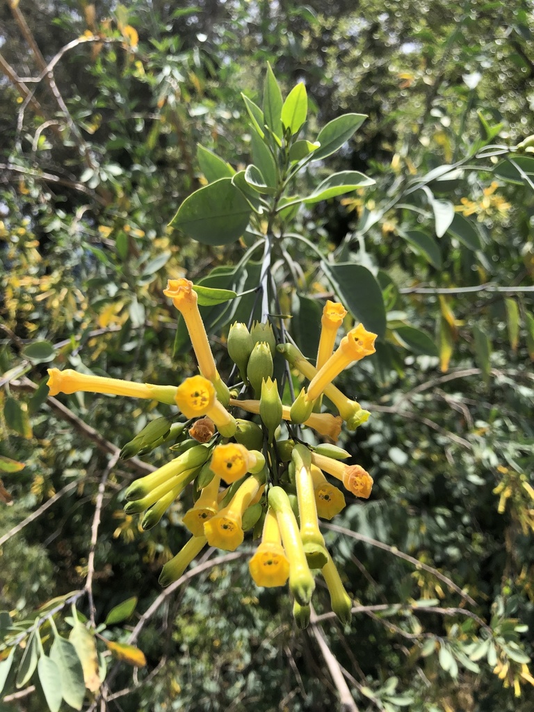 tree tobacco from Crescent Ave, Hayward, CA, US on June 05, 2021 at 01: ...