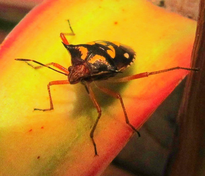 Oebalus poecilus (Guia Ilustrado dos pentatomídeos de importância ...