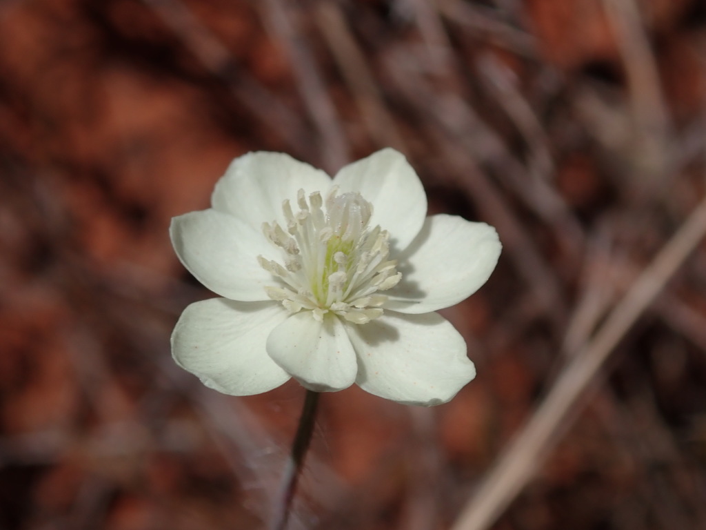 creamcups from Yavapai County, AZ, USA on May 1, 2021 at 11:07 PM by ...