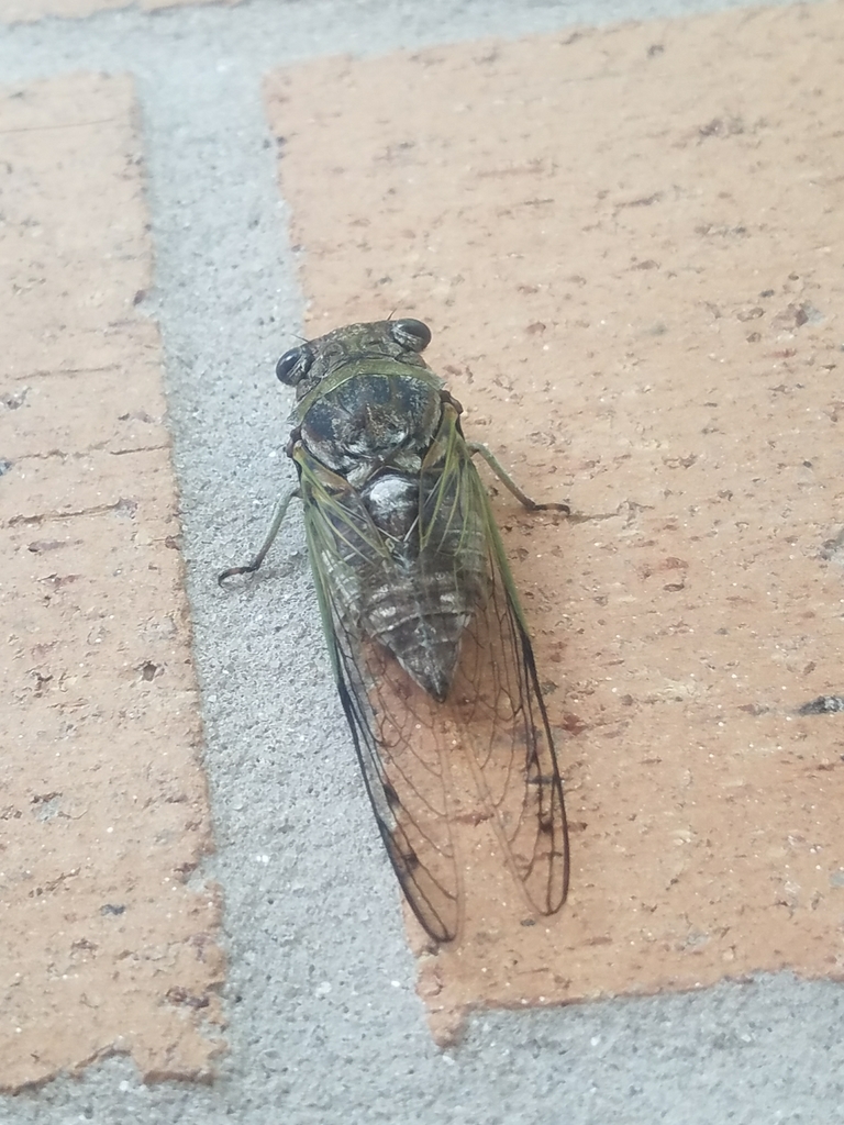 Florida Keys' Scrub Cicada (Wildlife of the United States - Cicadas ...