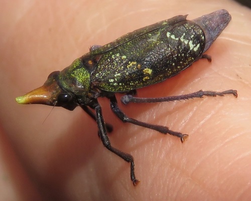 Genus Splonia · iNaturalist