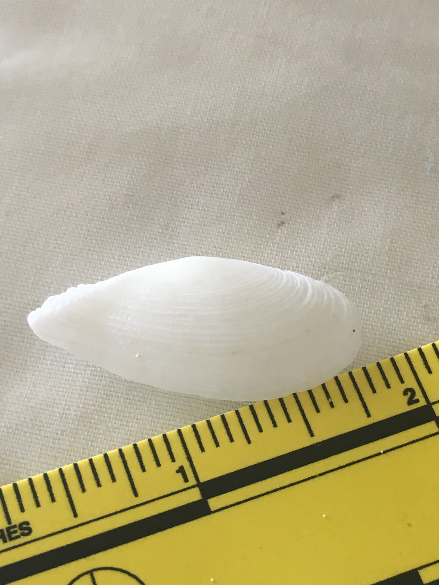 Tellinella listeri (Röding, 1798)