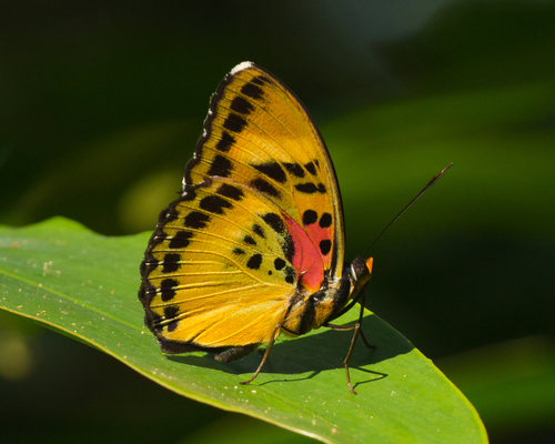 Euphaedra minuta · iNaturalist United Kingdom