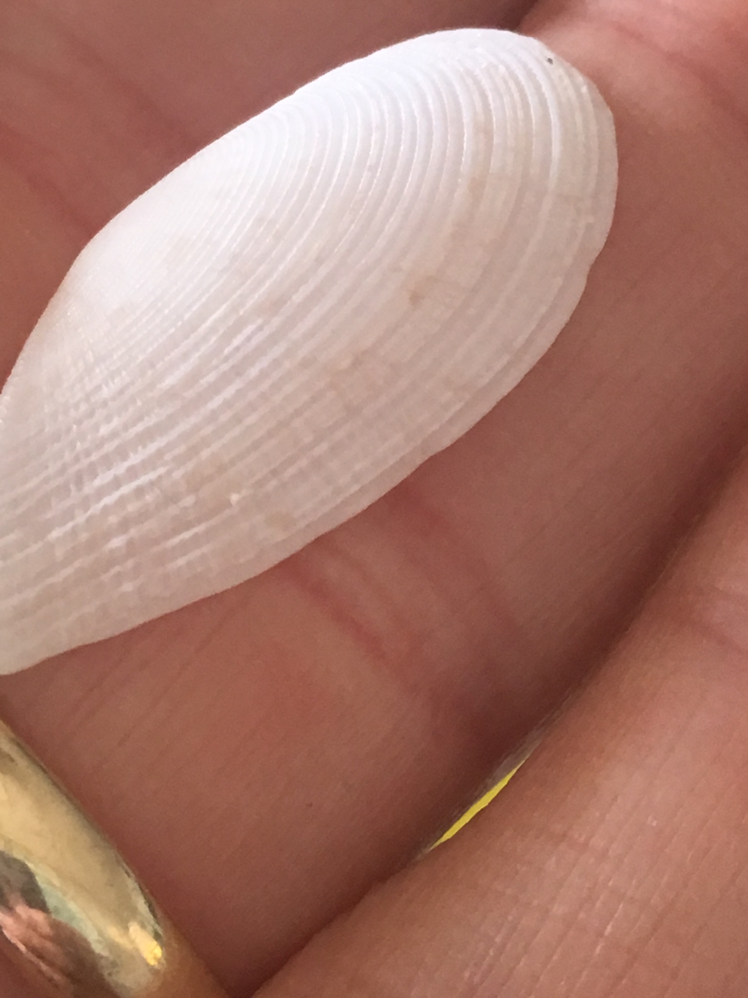 Tellinella listeri (Röding, 1798)