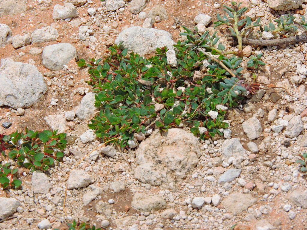 Fendler's Sandmat from Lubbock County, US-TX, US on June 03, 2021 at 01 ...