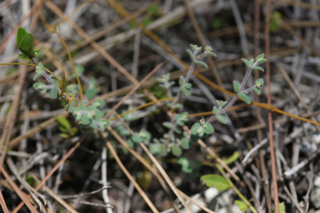 Pineland Sandmat in May 2021 by Joshua Doby · iNaturalist