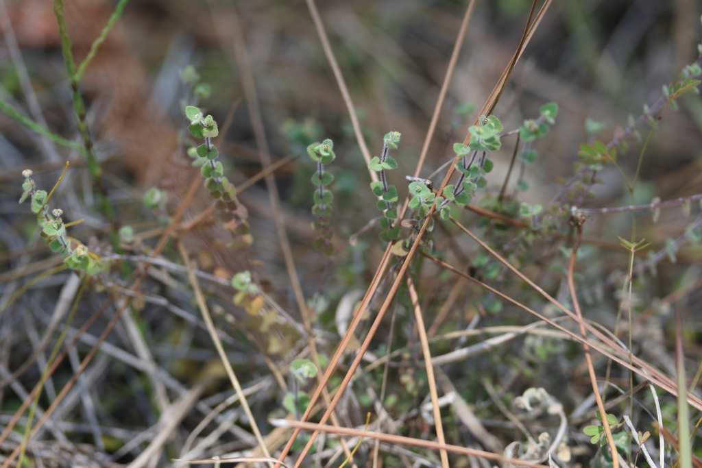 Pineland Sandmat in May 2021 by Joshua Doby · iNaturalist