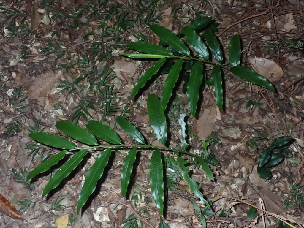 dwarf ginger from Iluka NSW 2466, Australia on June 03, 2021 at 03:36 ...