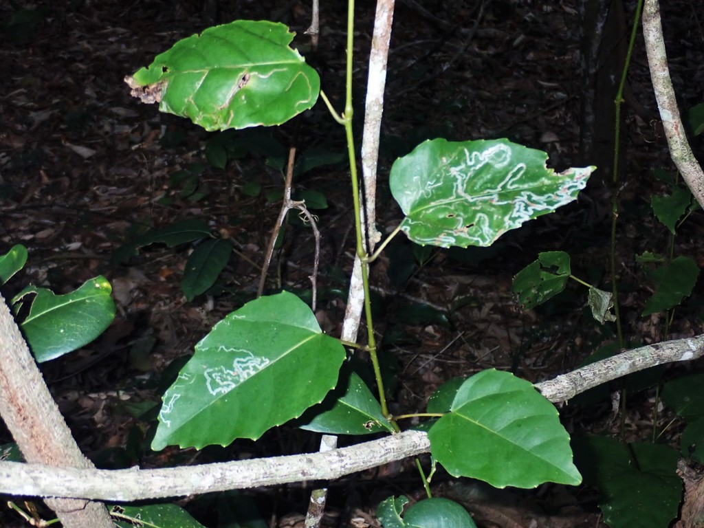 Kangaroo Vine from Iluka NSW 2466, Australia on June 03, 2021 at 04:08 ...