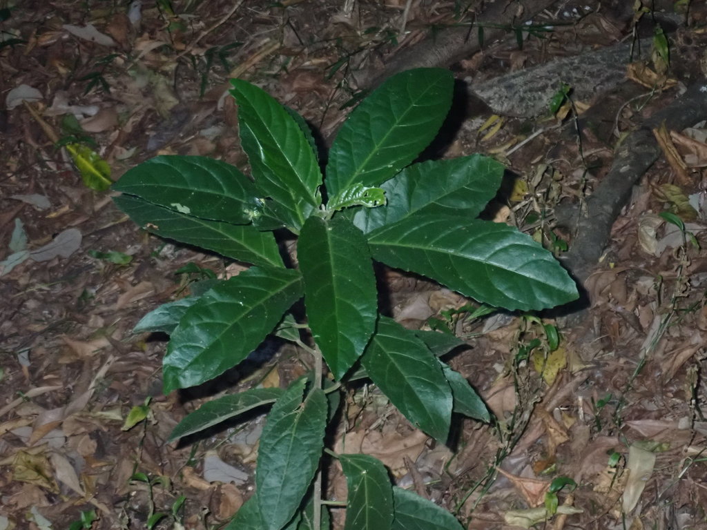 Claoxylon australe from Iluka NSW 2466, Australia on June 3, 2021 at 04 ...