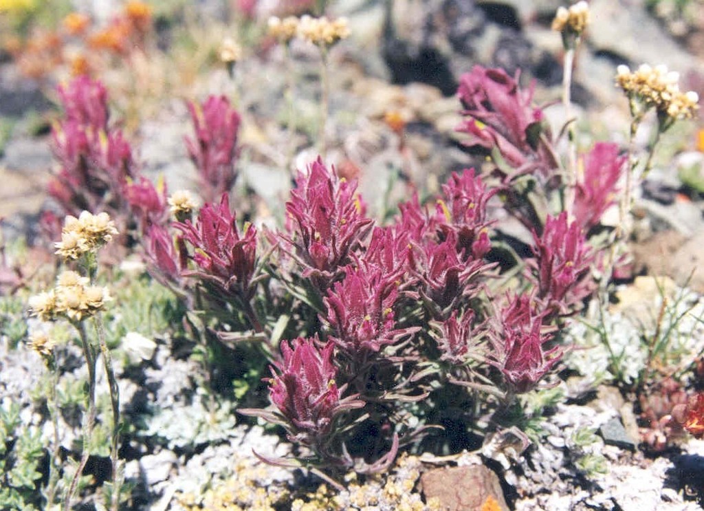 Purple Alpine Paintbrush from Chief Joe Point, Wallowa County, OR, USA ...