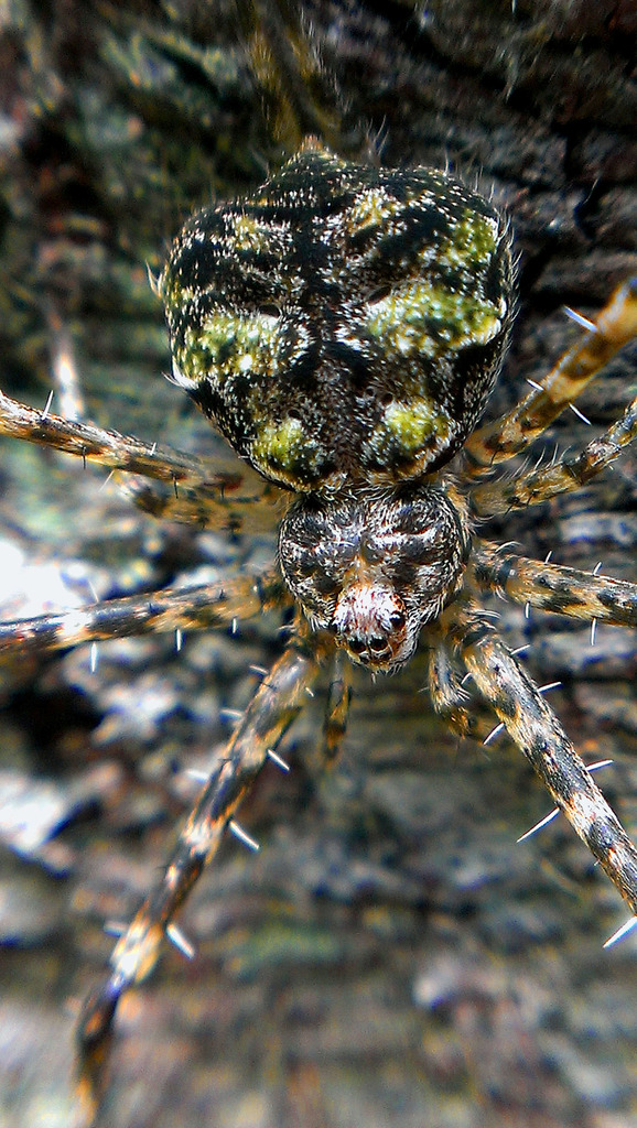 Two-tailed Spiders in November 2015 by juliegraham173 · iNaturalist