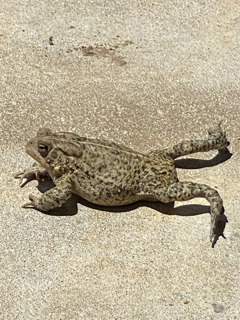 American Toad from Hickory Forest Dr, Troy, MO, US on June 05, 2021 at ...