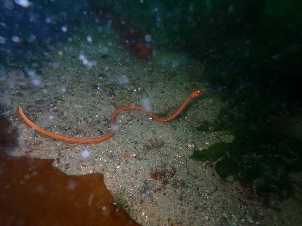 Ptilichthys Bean, 1881