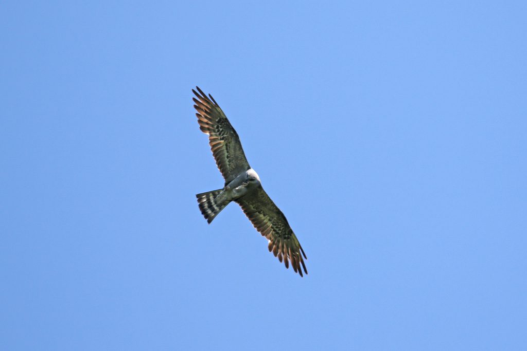Mississippi Kite from Lexington, KY, USA on June 4, 2021 at 11:25 AM by ...