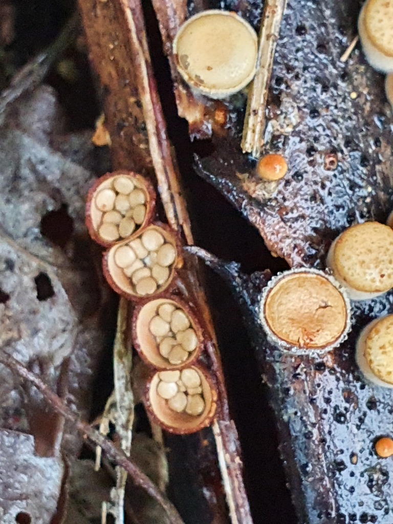 Crucibulum simile from Torea Bay, New Zealand on June 04, 2021 at 08:55 ...