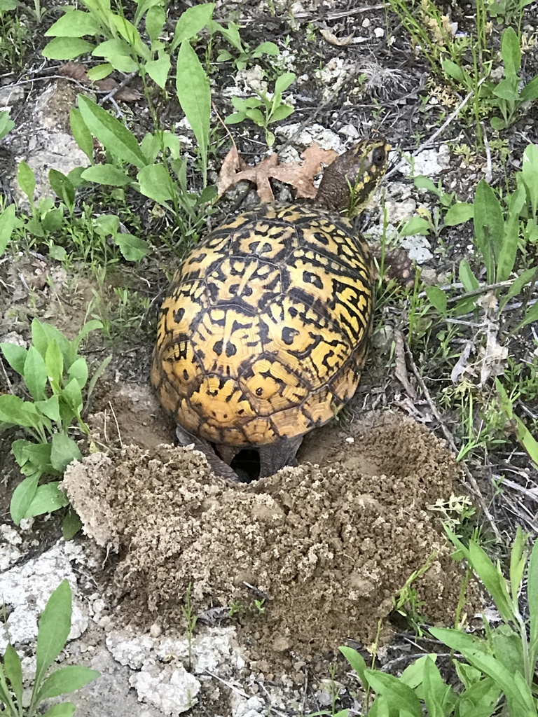 Eastern Box Turtle in June 2021 by hrv · iNaturalist