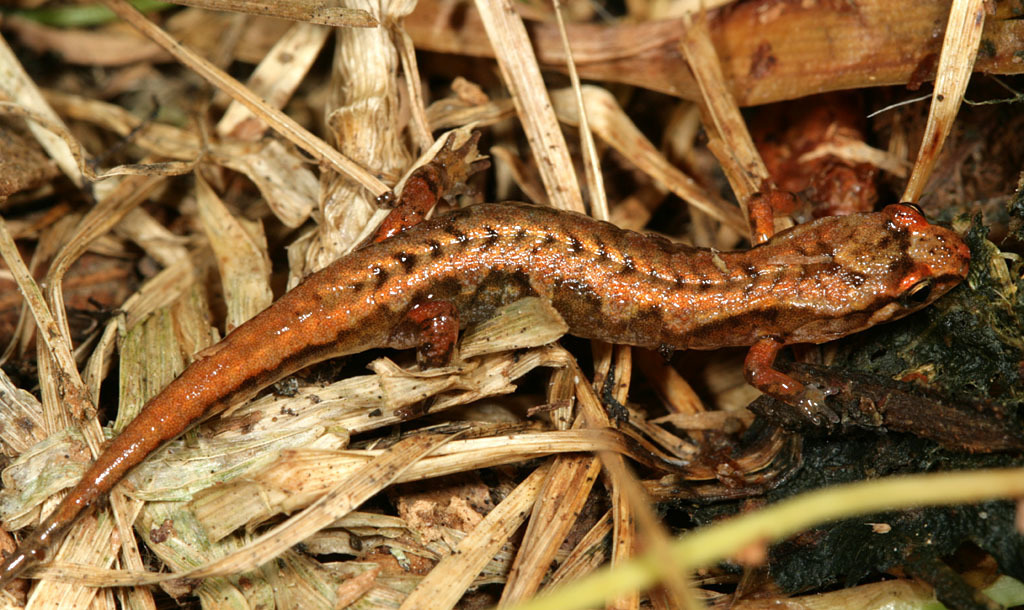 Pygmy Salamander (Salamanders of Grayson Highlands SP) · iNaturalist