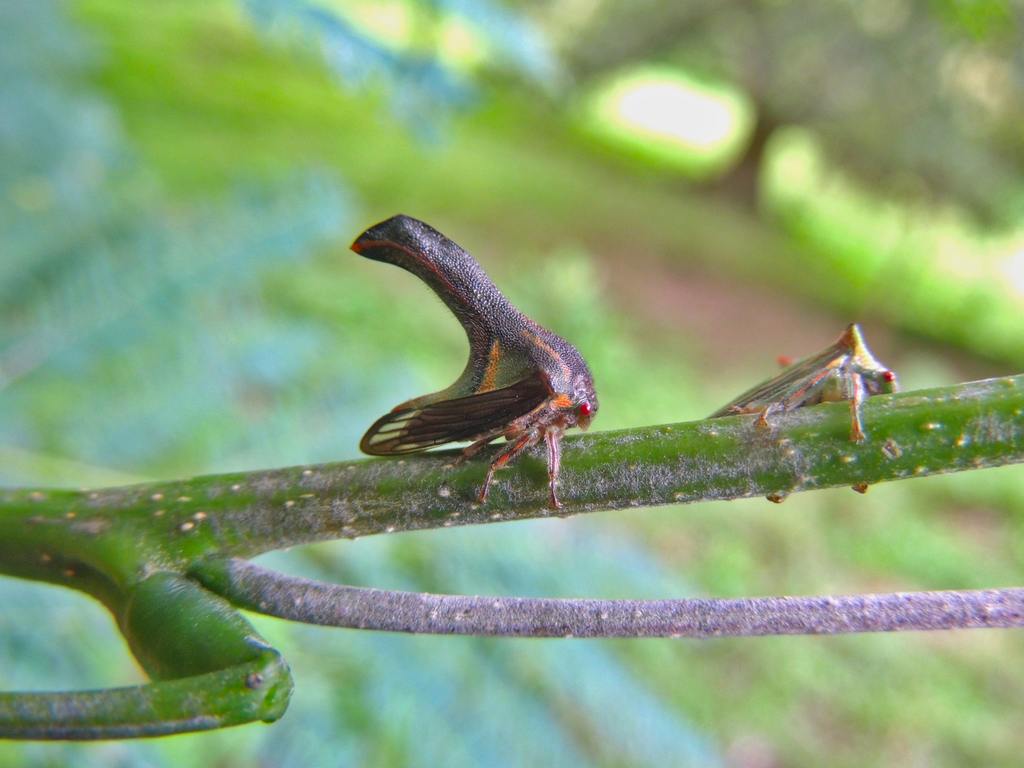 Thorn Treehopper from Purires, San José, Atenas, Costa Rica on June 05 ...
