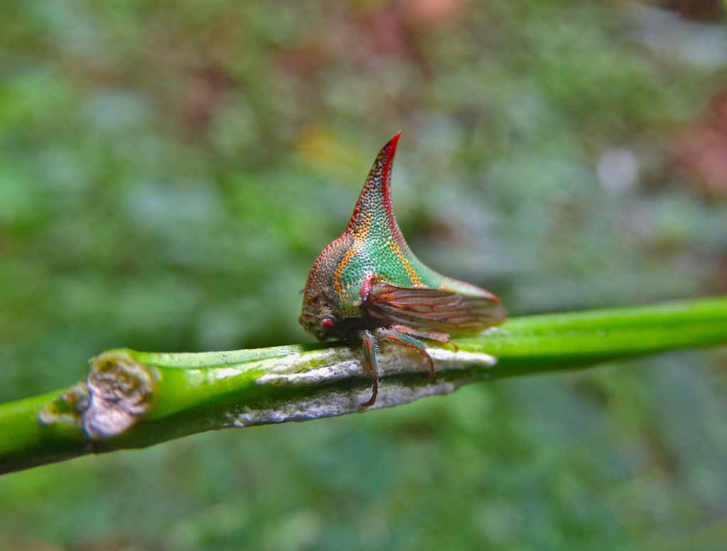 Torito espina desde Purires, San José, Atenas, Costa Rica el 05 de ...