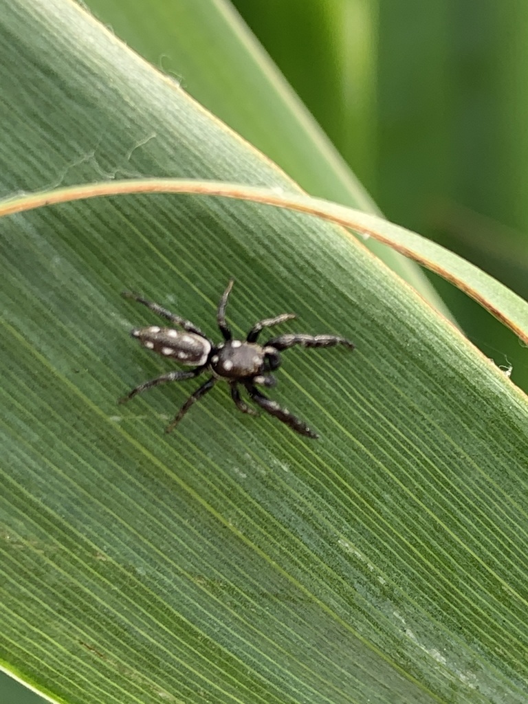 Short-bellied Slender Jumping Spider from Pottageville Swamp Natural ...