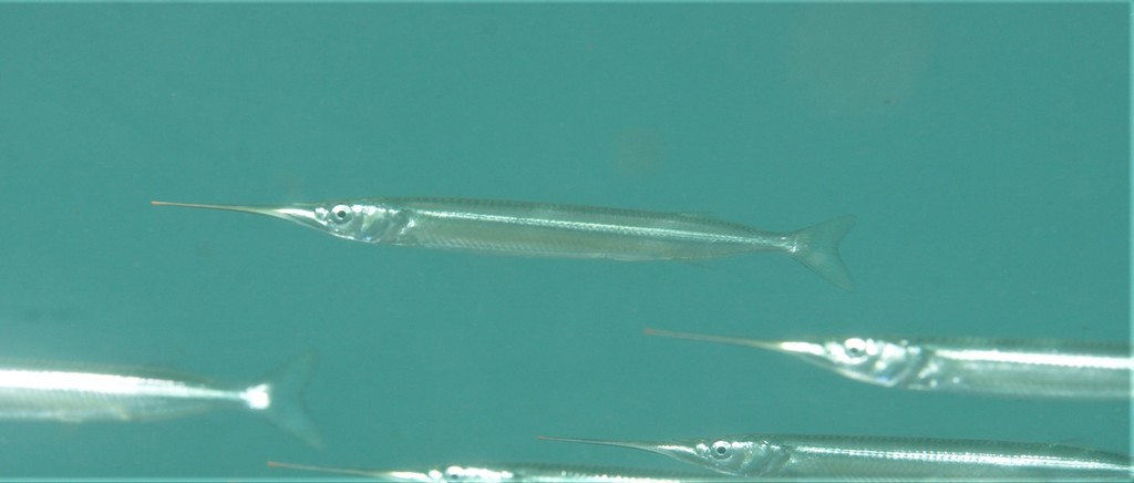 Eastern Sea Garfish from New South Wales, Australia on February 10 ...