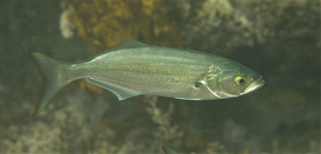 Bluefish (Fishes of Cabbage Tree Bay Aquatic Reserve, Sydney) · iNaturalist