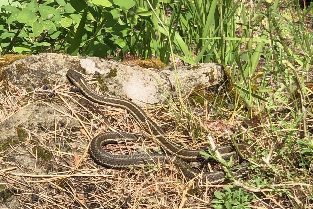 Northwestern Garter Snake in June 2021 by Josh Walker · iNaturalist