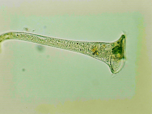 (Stentor roeselii)