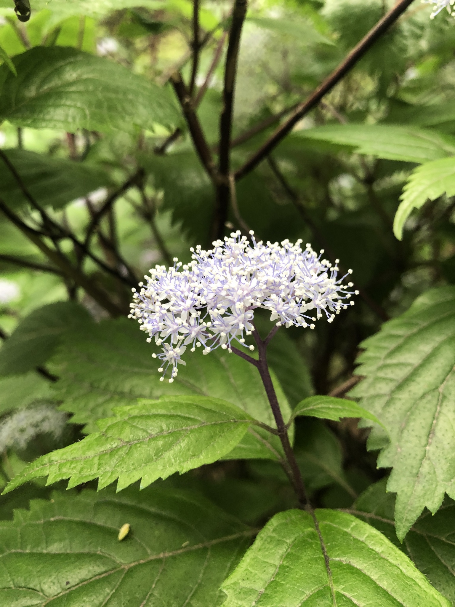 Hydrangea hirta (Thunb.) Siebold