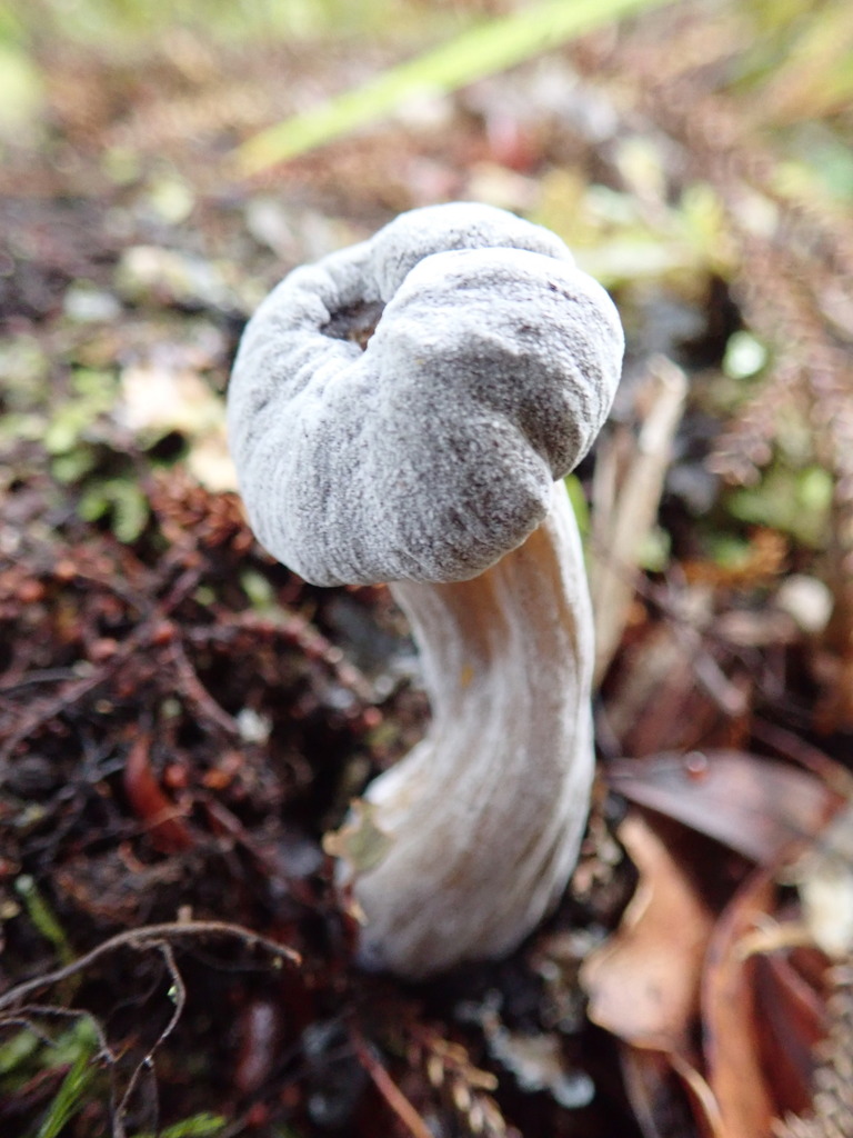 Common Gilled Mushrooms and Allies from Stewart Island / Rakiura ...