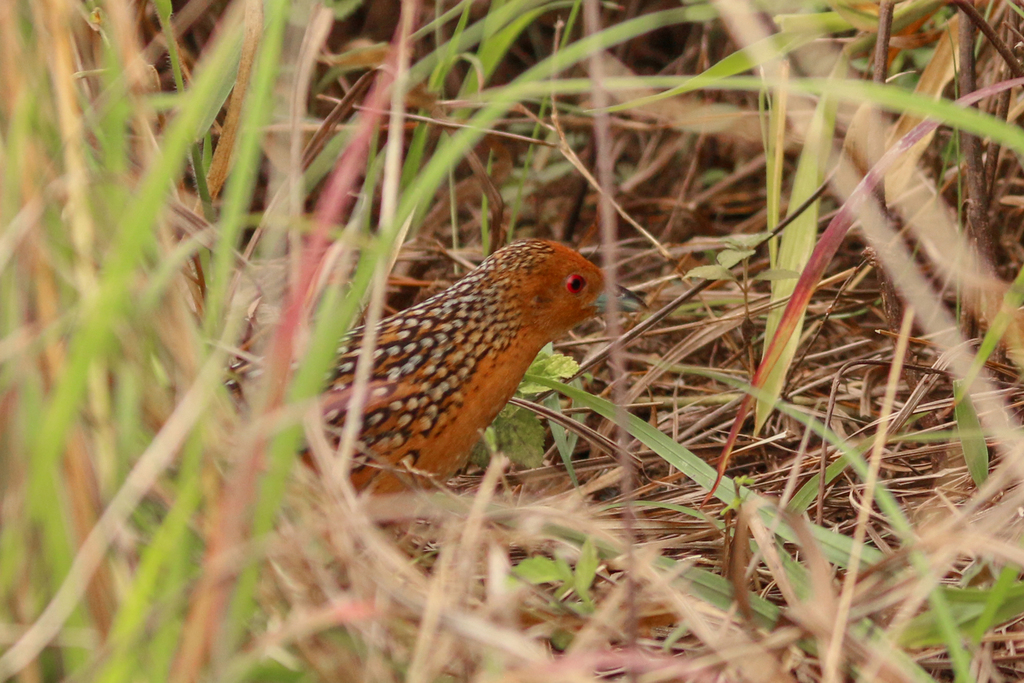 Ocellated Crake from Provincia de Puntarenas, Costa Rica on April 01 ...