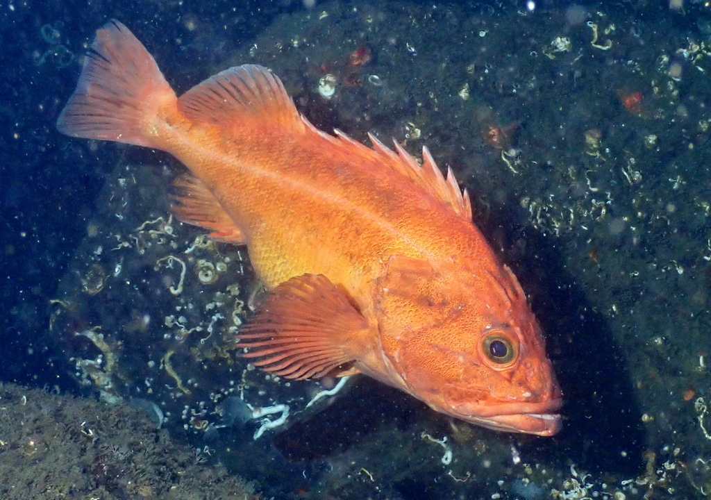 Yelloweye Rockfish (Sebastes ruberrimus) - Marine Life Identification