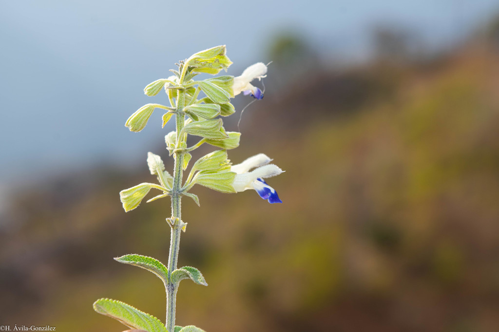 (Salvia odam) - Botanical Realm