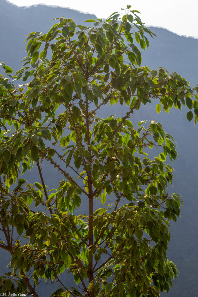 Sideroxylon capiri from Mezquital, Dgo., México on June 1, 2021 at 09: ...