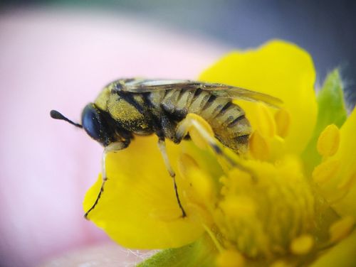 Corynis amoena · iNaturalist