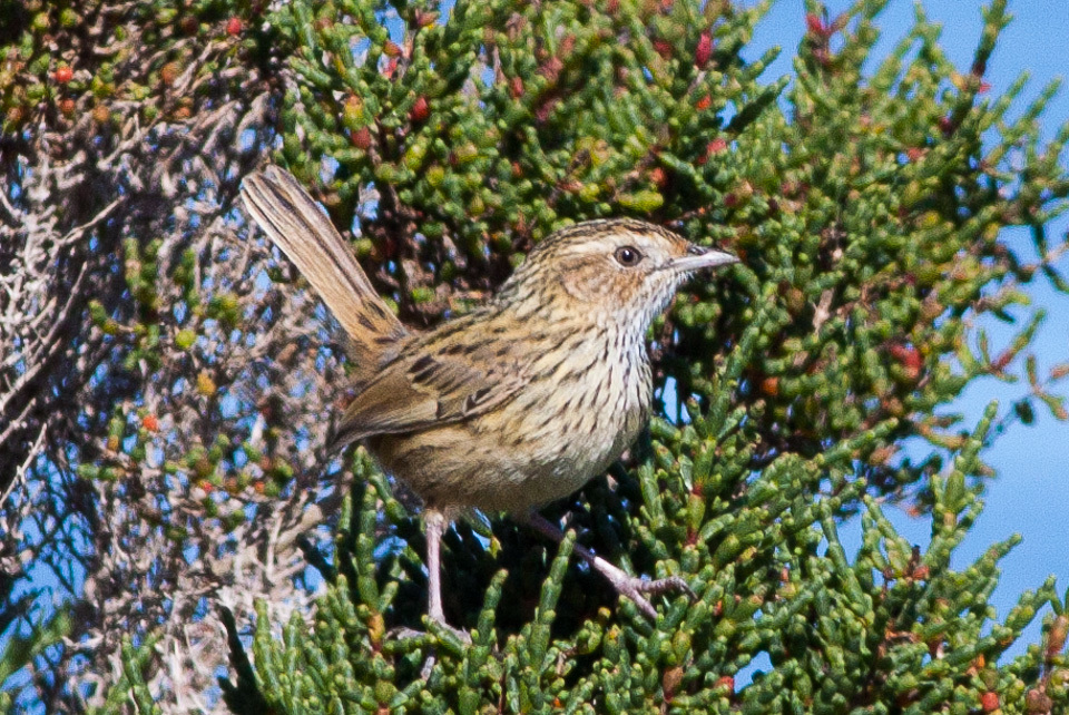 Striated Fieldwren (Life at Liptrap) · iNaturalist