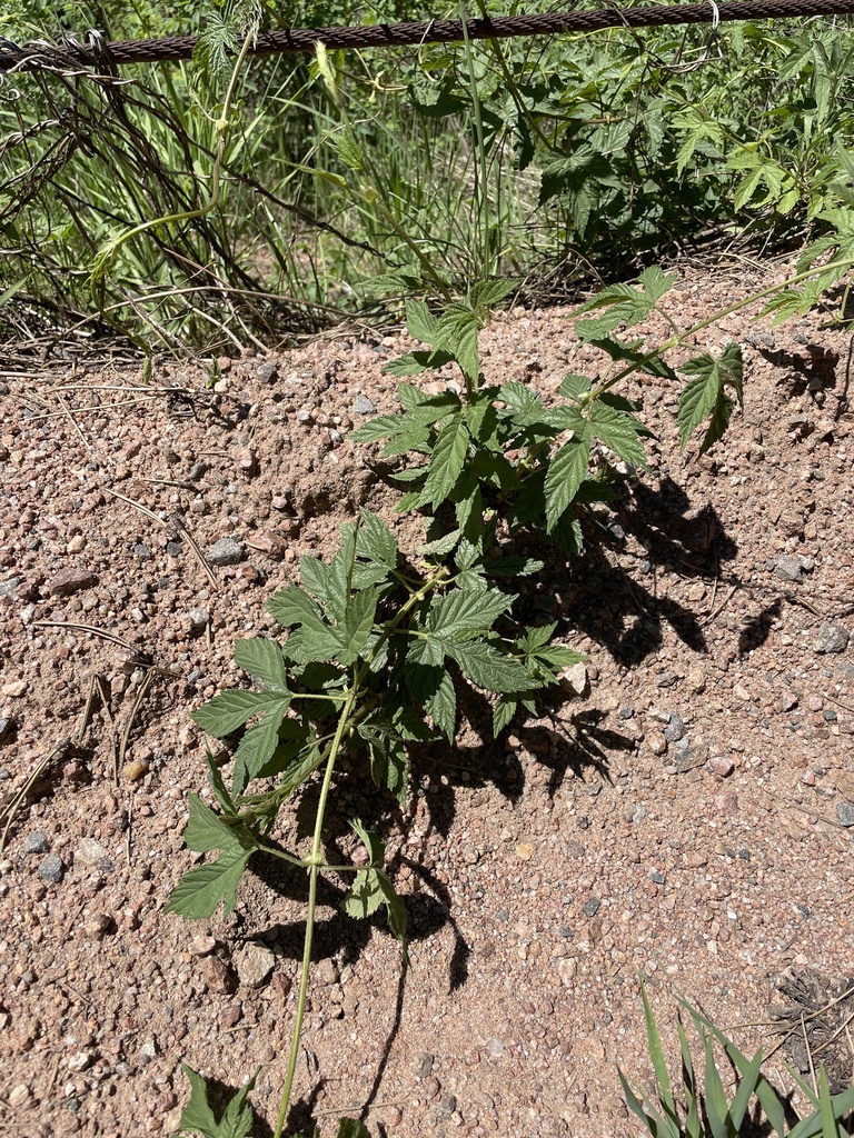 common hops from Pike and San Isabel National Forests, Sedalia, CO, US ...