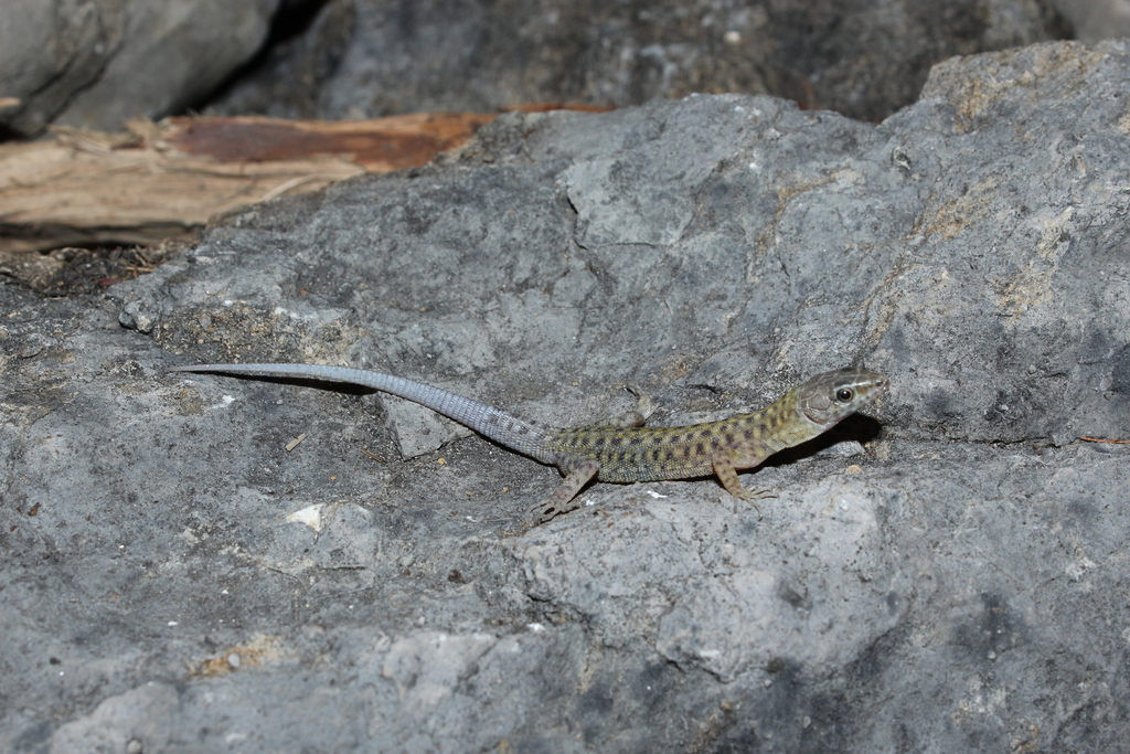 Lepidophyma lusca from San Luis Potosí, MX on May 4, 2019 by Diego ...