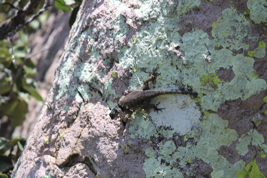 Minor Lizard in July 2014 by Faunística Conservación e Investigación de ...