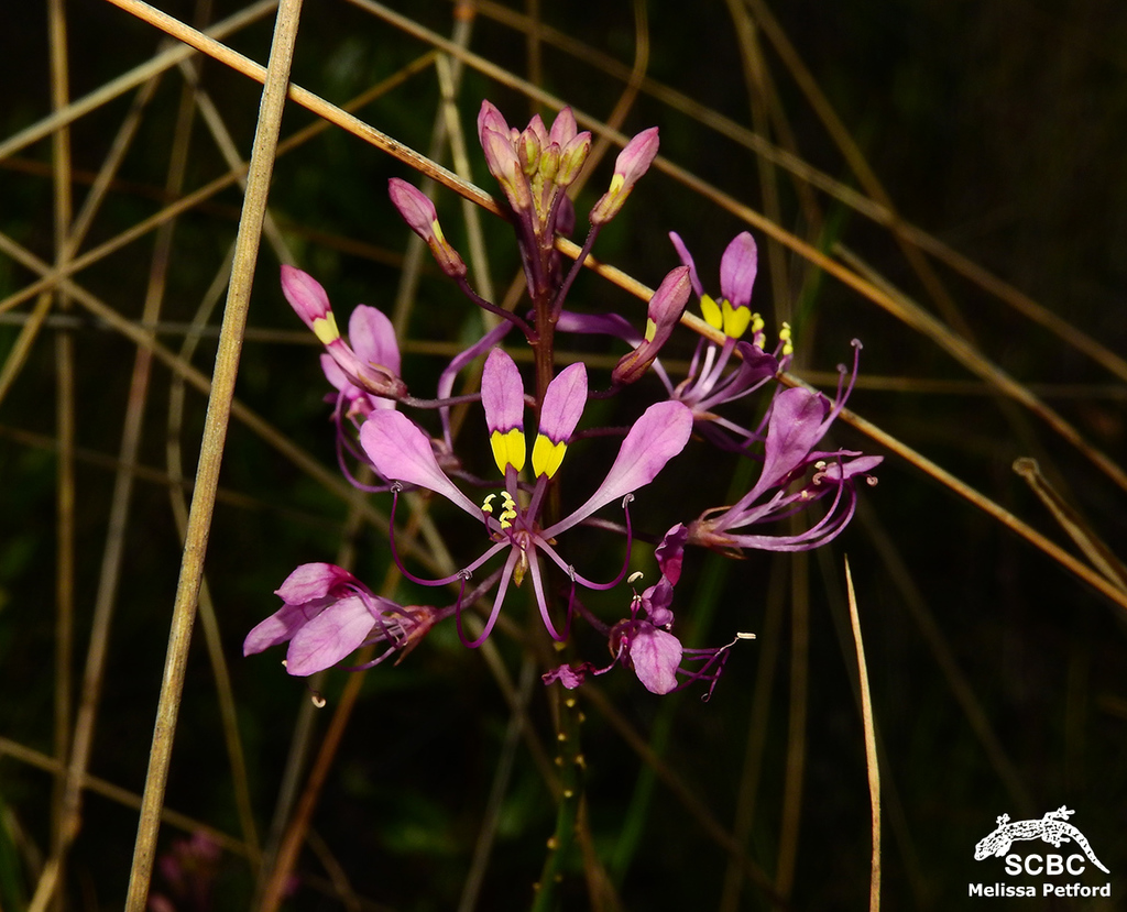 Spider flowers from Far North, South Africa on February 6, 2018 at 10: ...