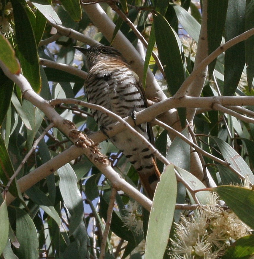 Bronze-Cuckoos, Emerald Cuckoos, and Allies from 246 Wunjunga Rd ...