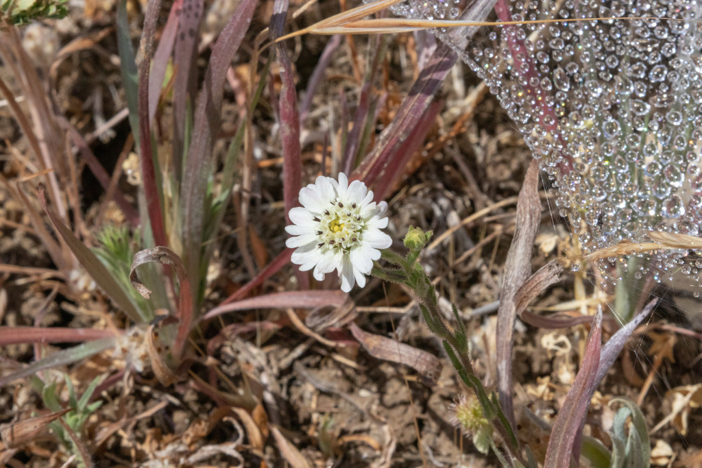 Hayfield Tarweed from Santa Clara County, CA, USA on May 29, 2021 at 11 ...