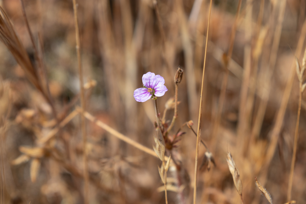 Mediterranean Stork's-bill from Coyote Lake-Harvey Bear Ranch County ...