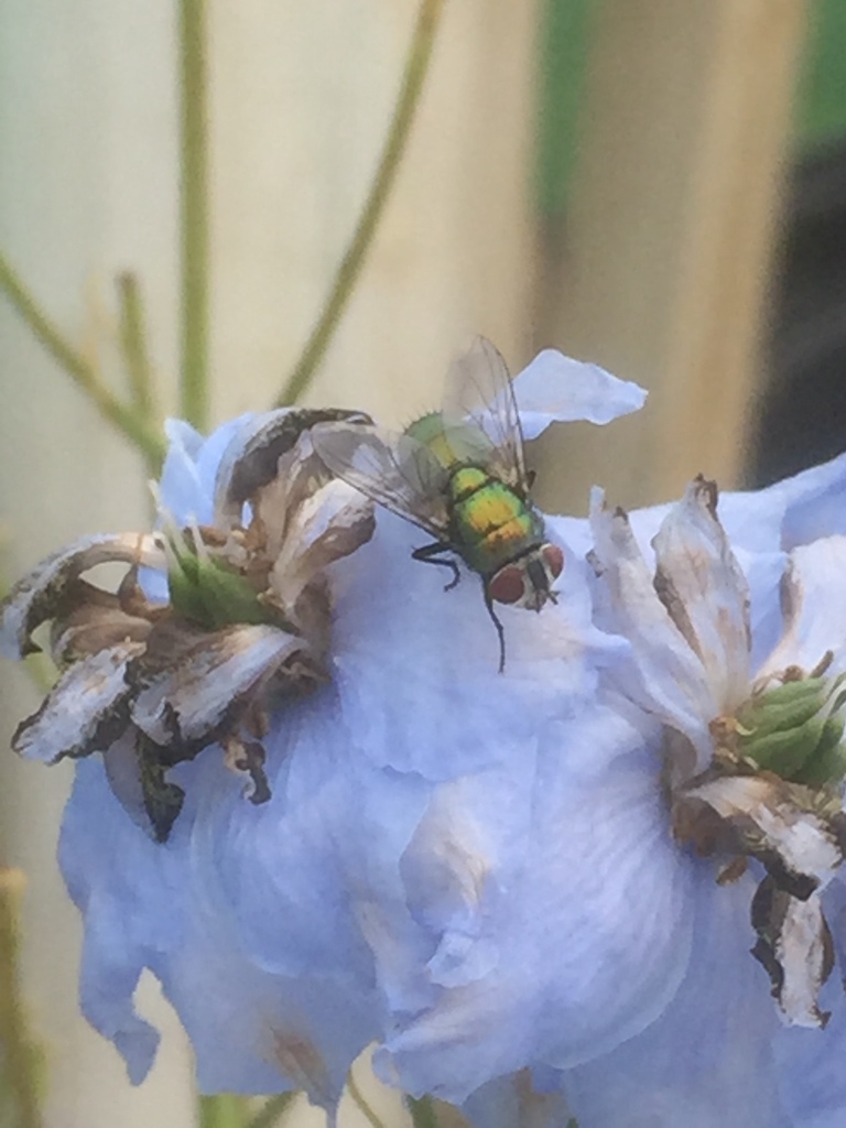 Greenbottle Flies from Eketahuna, Eketahuna, Manawatu-Wanganui, NZ on ...