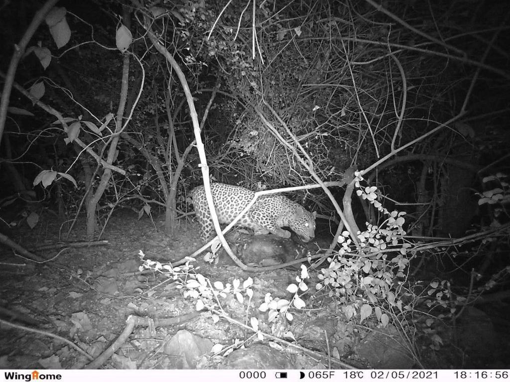 Indian Leopard in May 2021 by Ahmad Hassan · iNaturalist