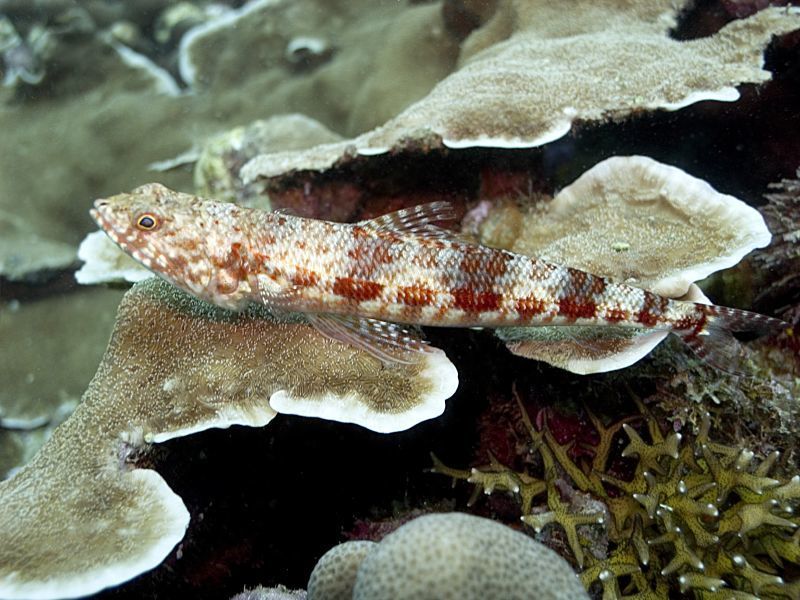 Variegated Lizardfish (Reef Fish of the Hawaiian Islands) · iNaturalist